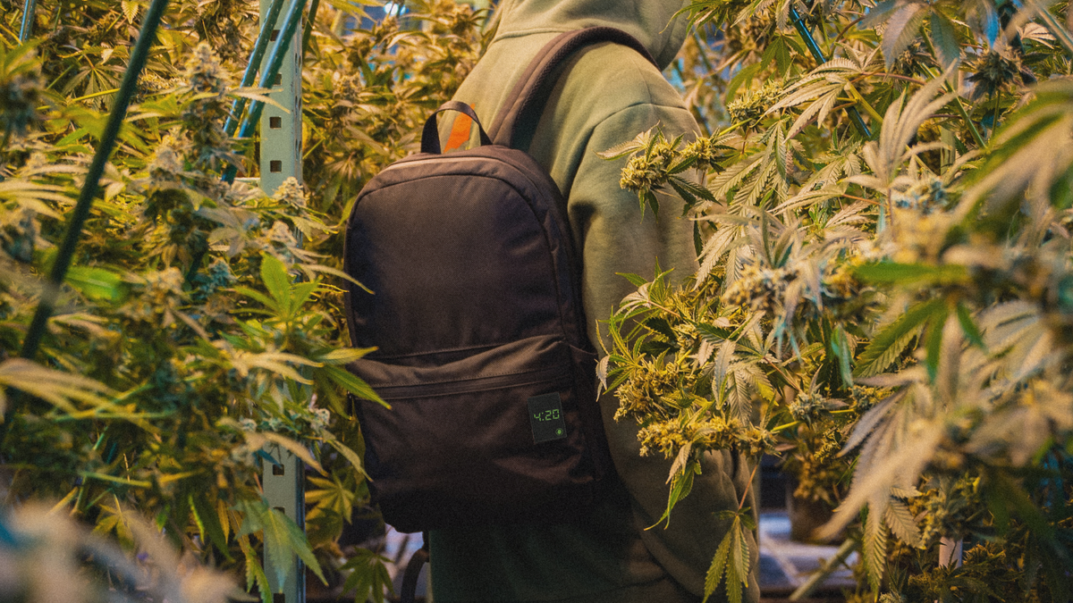 What is 420 and How to Celebrate? – DIME BAGS®